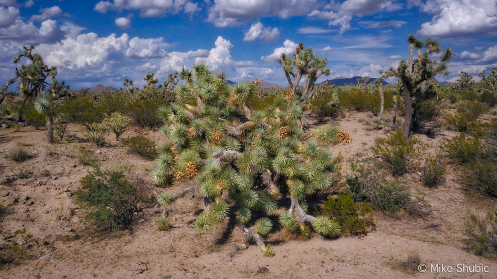 Scenic Roads: Joshua Trees Parkway through Arizona along U.S. 93