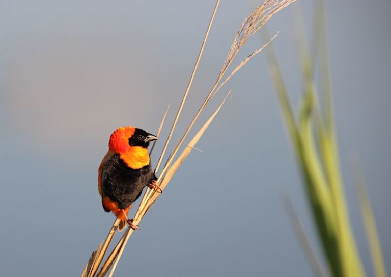 Mlilwane Wildlife Sanctuary: Everything you need to know before you go