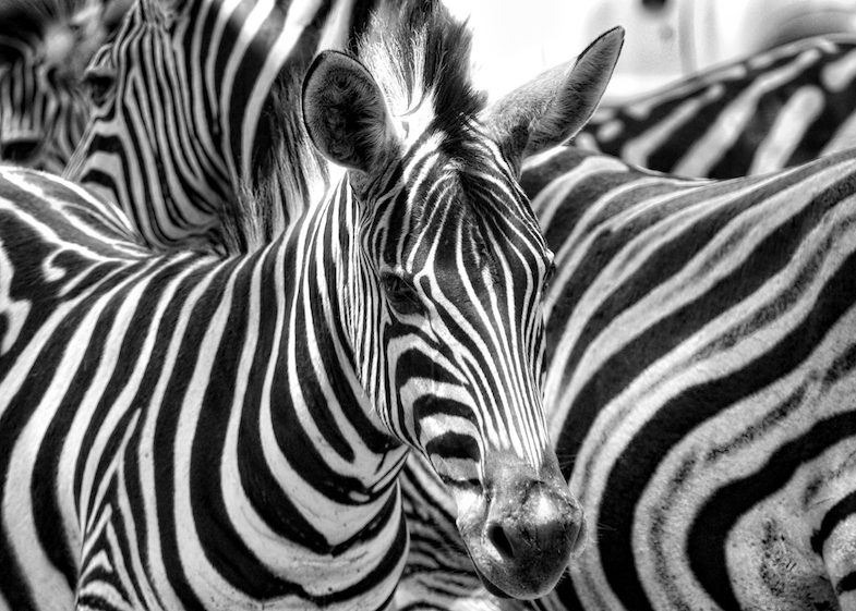 Mlilwane Wildlife Sanctuary: Everything you need to know before you go